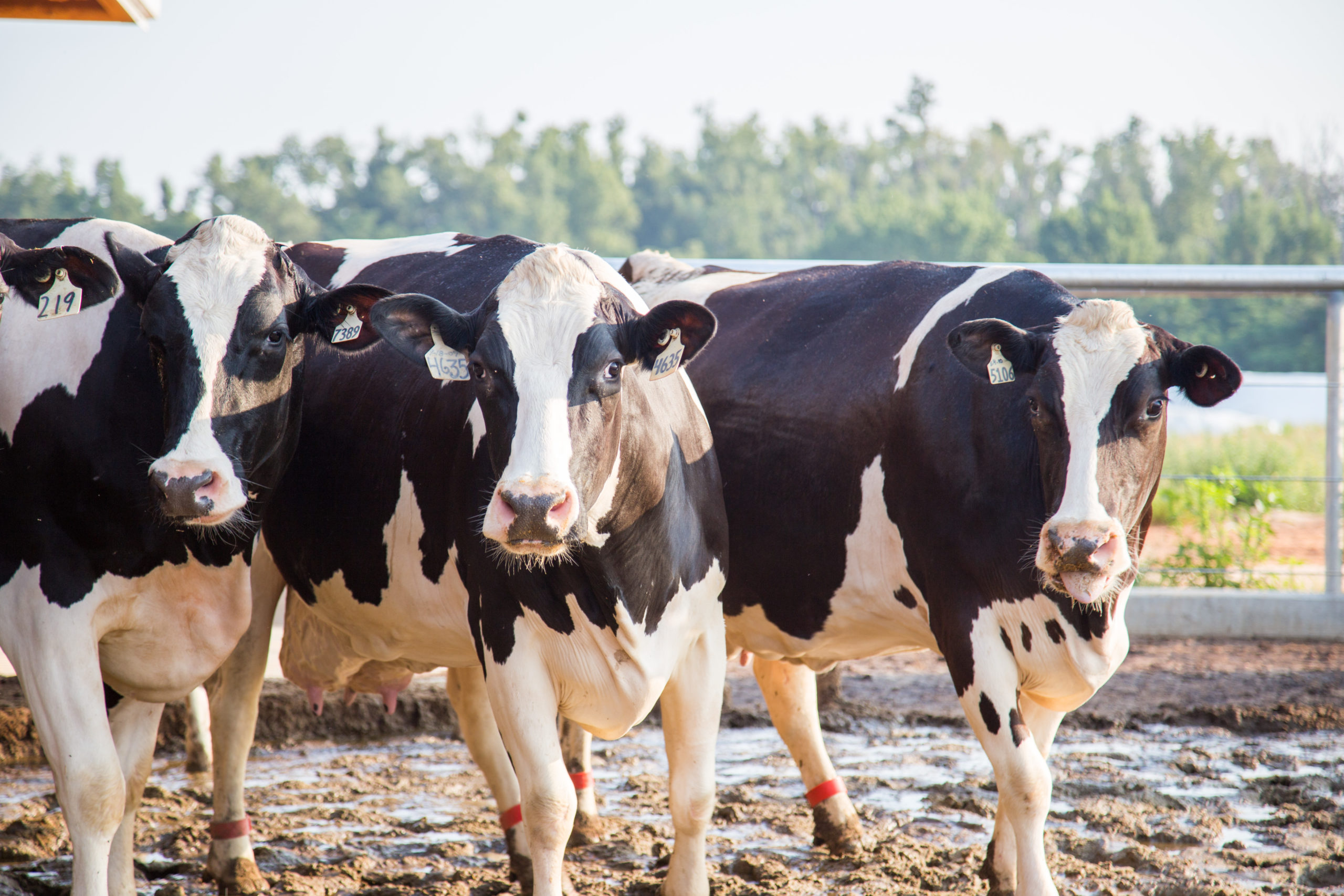 Herd Health - University of Georgia College of Veterinary ...