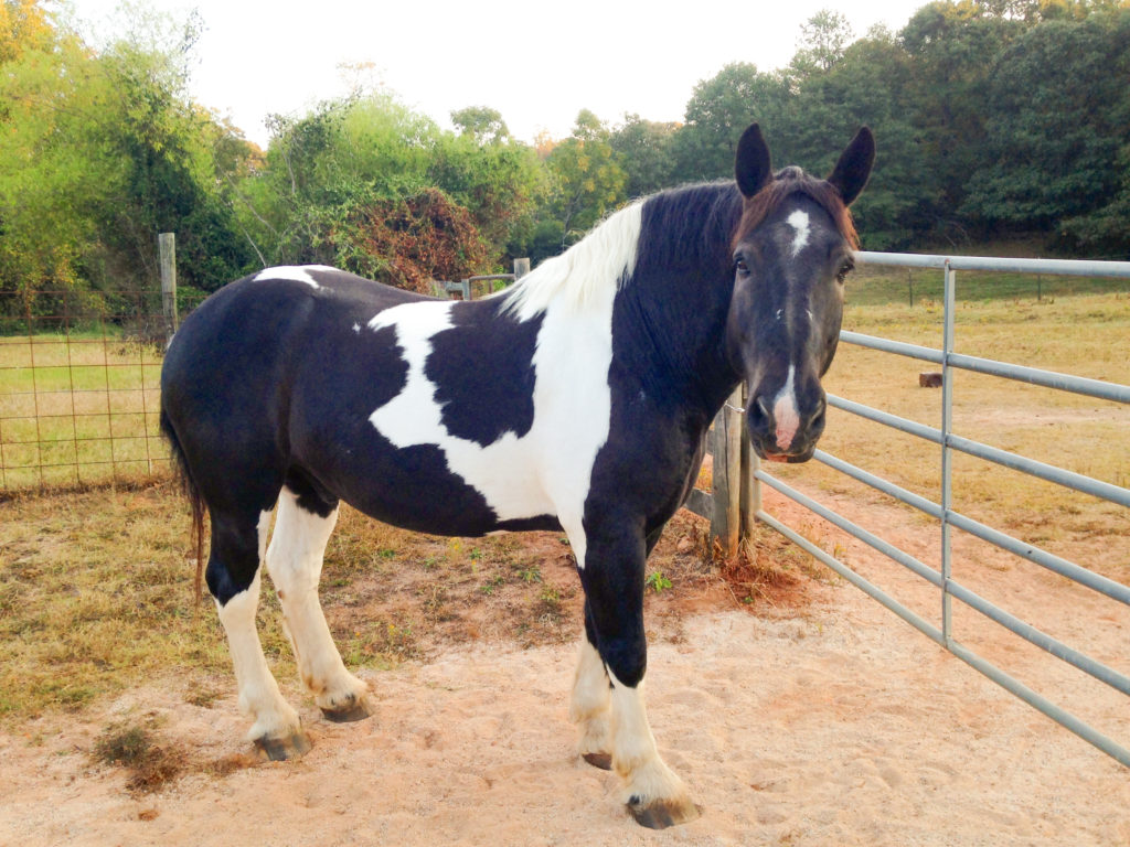 Saint Lawrence Equinus - University of Georgia College of Veterinary ...
