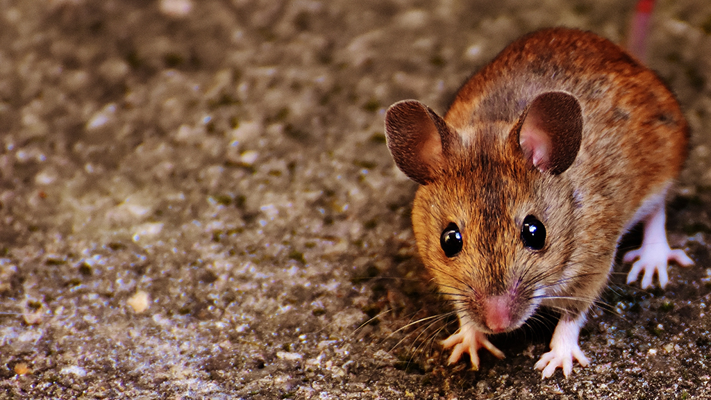 Lab Animal Diagnostic Services - UGA VetMed