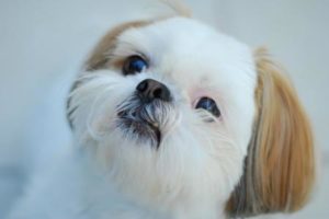 Charlie Corella - University of Georgia College of Veterinary Medicine