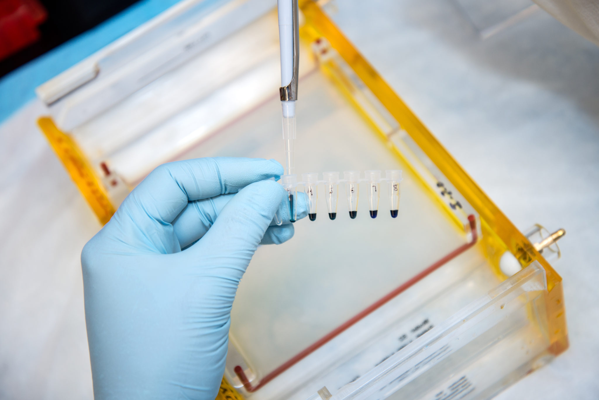 Immunology & Infectious Disease - University of Georgia College of ...