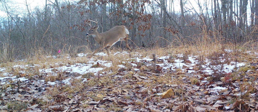 Cervid Health - UGA VetMed