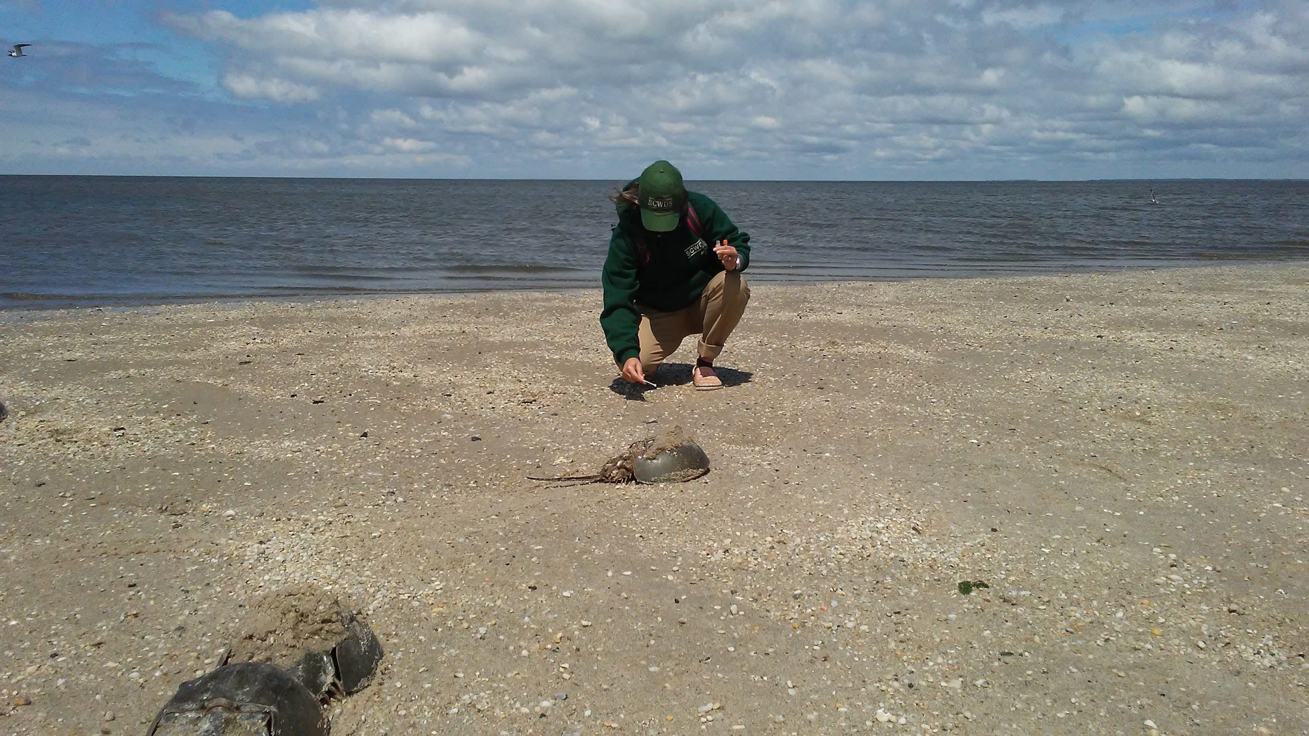 SCWDS Faculty - University of Georgia College of Veterinary ...