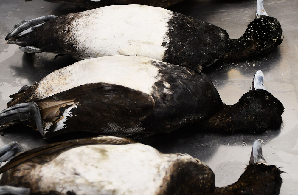 Submission Guidelines - University of Georgia College of Veterinary ...