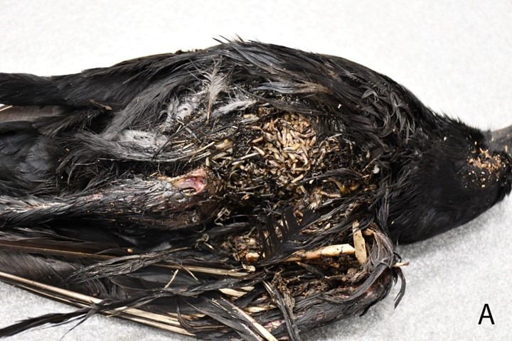 Carcass Quality Guide - UGA VetMed