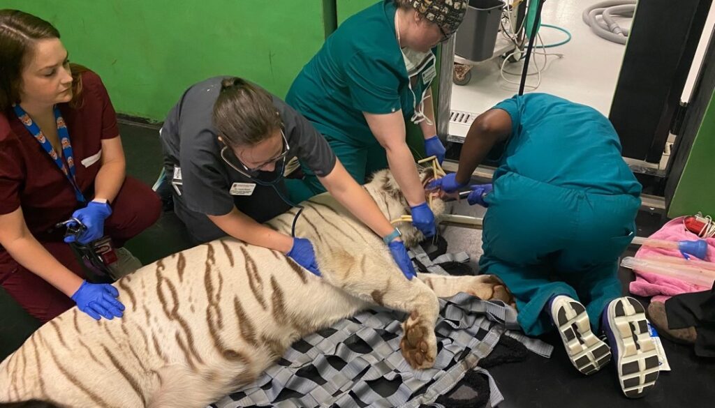 White Bengal Tiger is nursed back to health at VTH - University of ...