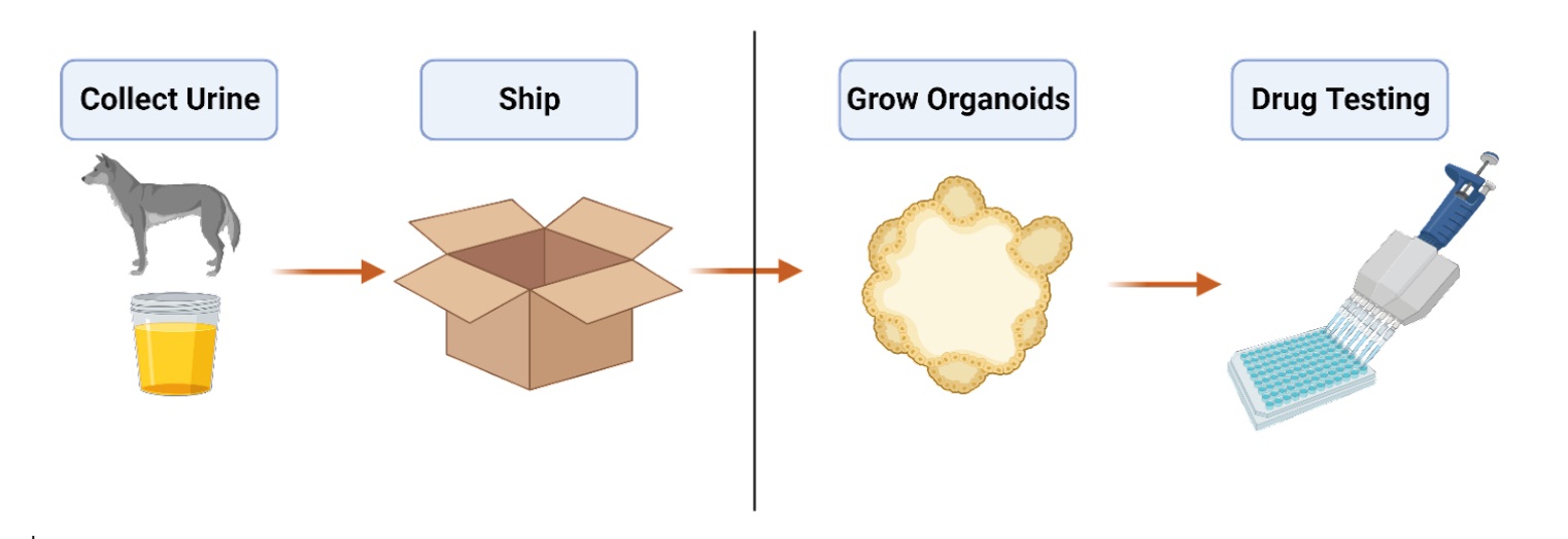 Canine Urothelial Carcinoma Study - UGA VetMed