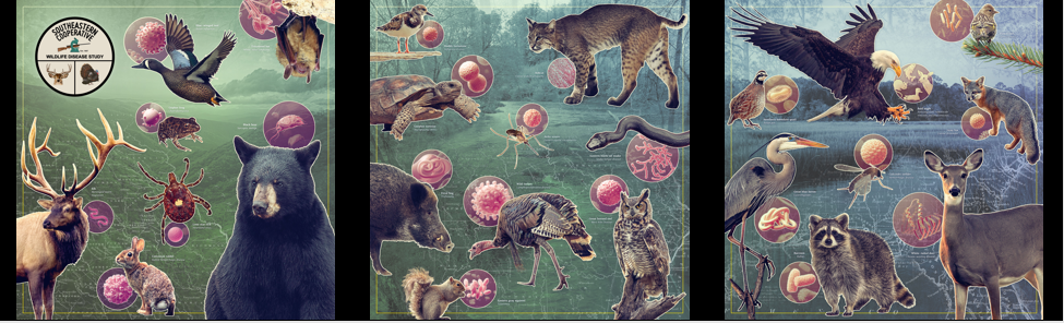 SCWDS Disease Fact Sheets - UGA VetMed