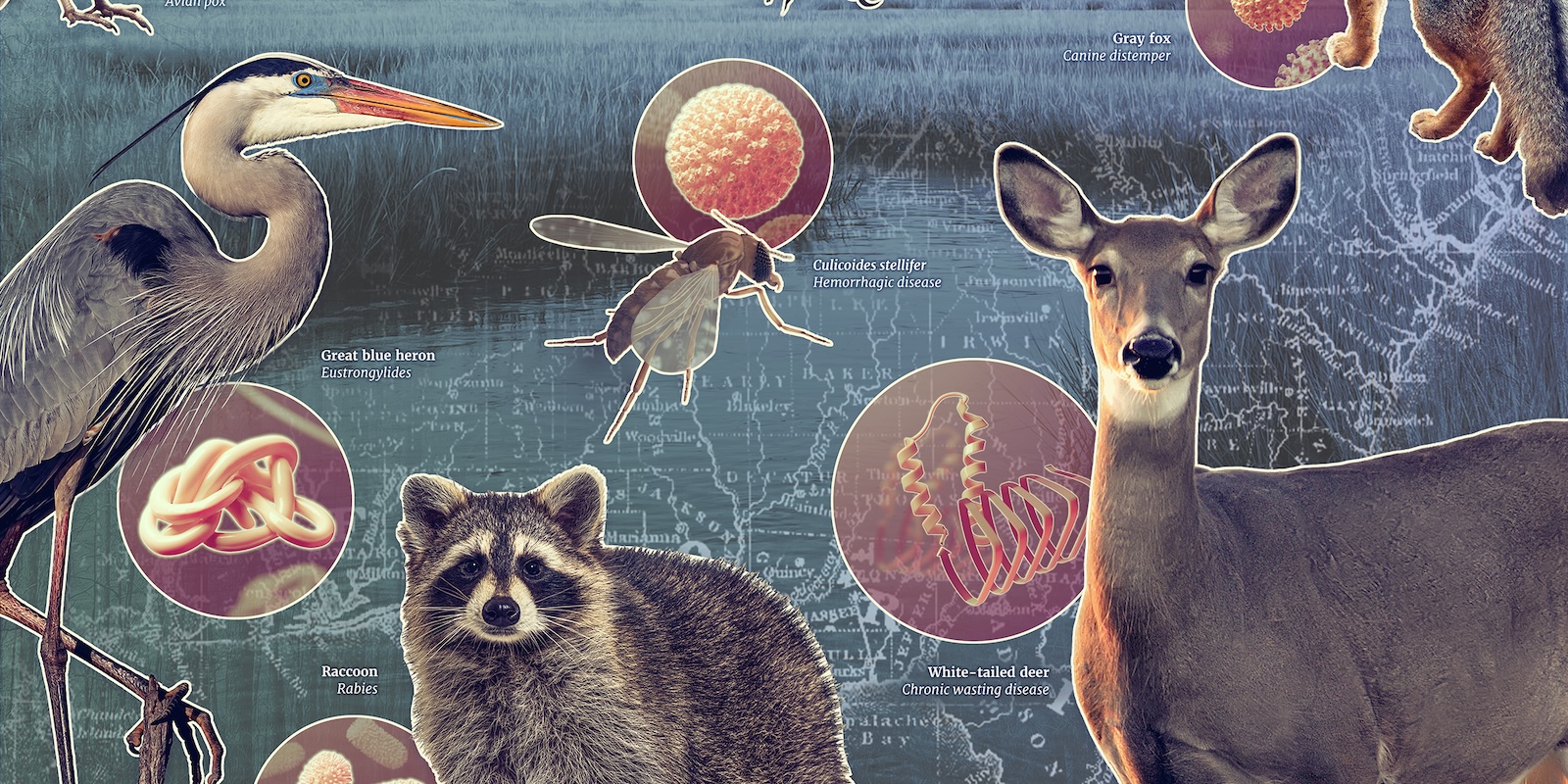 Graphic Design - UGA VetMed