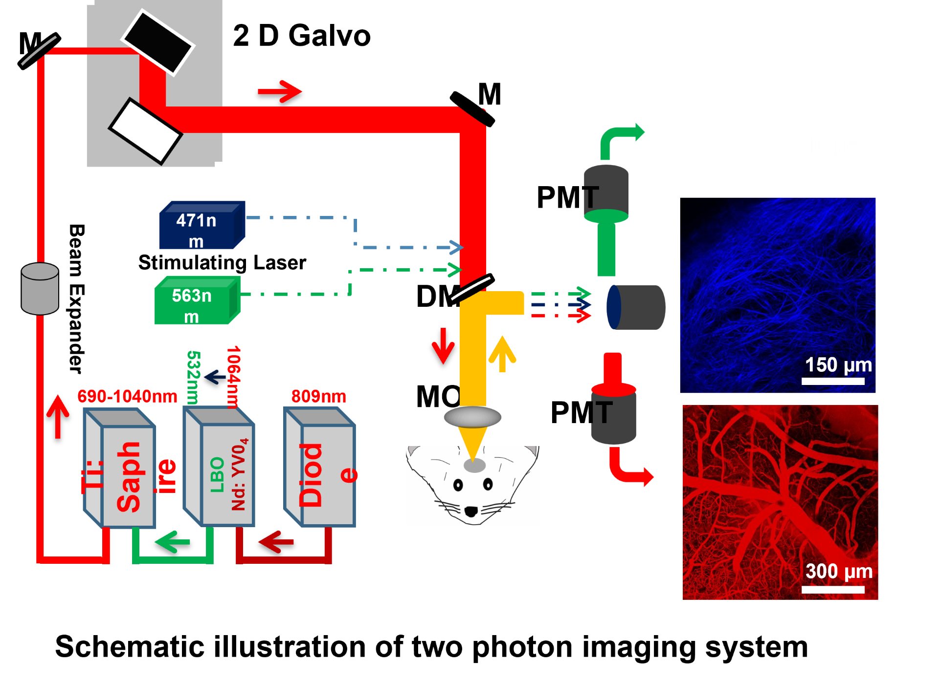 Zhang Lab Gallery - UGA VetMed